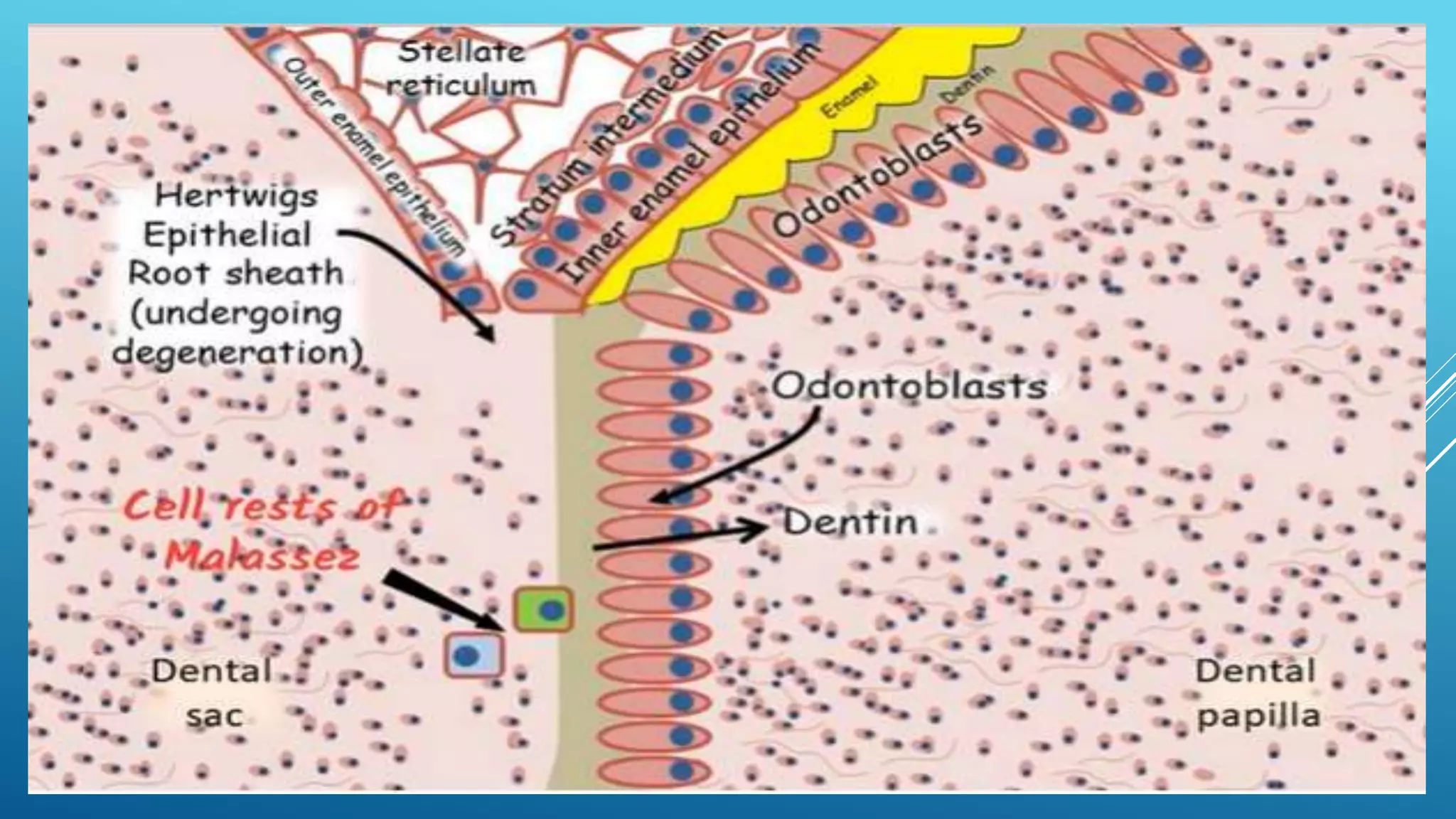 ROOT FORMATION OF A TOOTH DURING ODONTOGENESIS (1).pptx