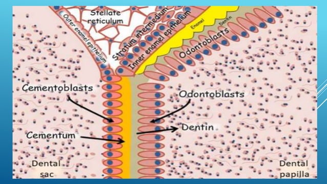 ROOT FORMATION OF A TOOTH DURING ODONTOGENESIS (1).pptx