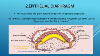ROOT FORMATION OF A TOOTH DURING ODONTOGENESIS (1).pptx