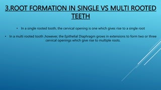 ROOT FORMATION OF A TOOTH DURING ODONTOGENESIS (1).pptx