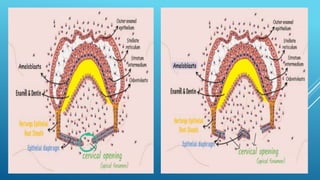 ROOT FORMATION OF A TOOTH DURING ODONTOGENESIS (1).pptx