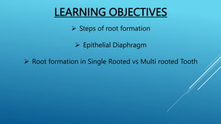 ROOT FORMATION OF A TOOTH DURING ODONTOGENESIS (1).pptx