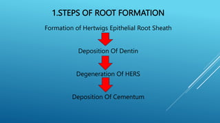 ROOT FORMATION OF A TOOTH DURING ODONTOGENESIS (1).pptx