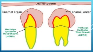ROOT FORMATION OF A TOOTH DURING ODONTOGENESIS (1).pptx