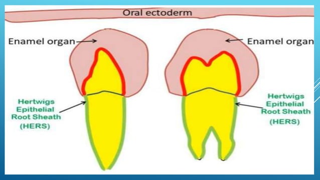 ROOT FORMATION OF A TOOTH DURING ODONTOGENESIS (1).pptx