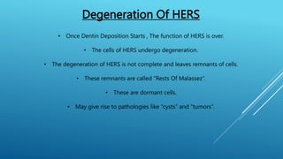 ROOT FORMATION OF A TOOTH DURING ODONTOGENESIS (1).pptx