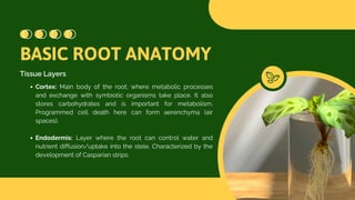 Root Growth, Physiology, and Soilless Culture.pdf