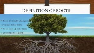 Root hair cells science-botony | PPTX