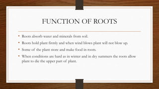 Root hair cells science-botony | PPTX