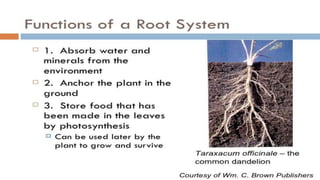 Root hair cells science-botony | PPTX
