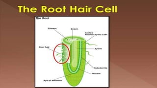 Root hair cells science-botony | PPTX