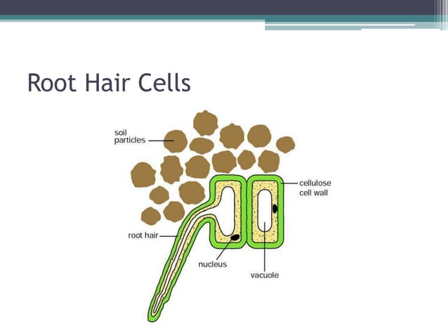 Root hair cells and water transport | PPTX | Gardening | Home & Garden