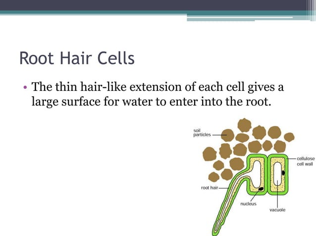 Root hair cells and water transport | PPTX | Gardening | Home & Garden