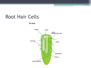 Root hair cells and water transport | PPTX