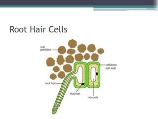 Root Hair Cell Model