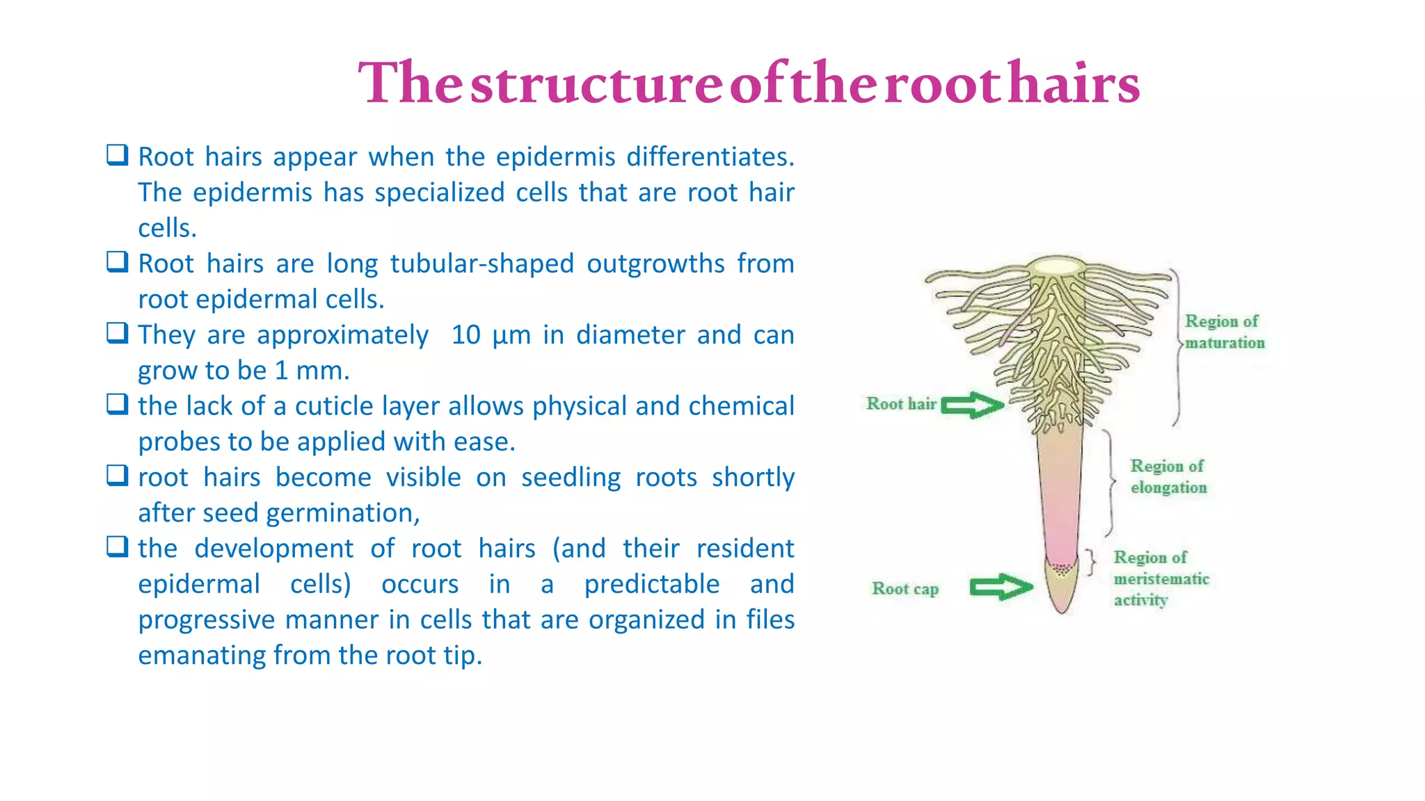 ROOT HAIR DEVELOPMENT IN PLANTS | PPTX