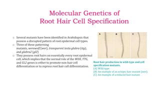 ROOT HAIR DEVELOPMENT IN PLANTS | PPTX