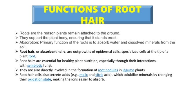 ROOT HAIR DEVELOPMENT IN PLANTS | PPTX | Hair Care | Beauty