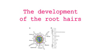 ROOT HAIR DEVELOPMENT IN PLANTS | PPTX