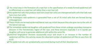 ROOT HAIR DEVELOPMENT IN PLANTS | PPTX