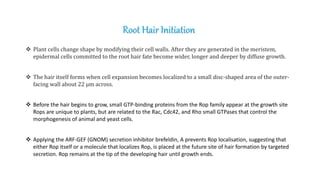 ROOT HAIR DEVELOPMENT IN PLANTS | PPTX