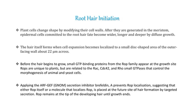 ROOT HAIR DEVELOPMENT IN PLANTS | PPTX | Hair Care | Beauty