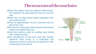 ROOT HAIR DEVELOPMENT IN PLANTS | PPT