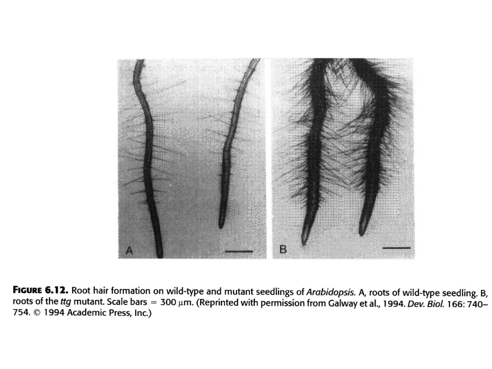 Root hair formation (specification, initiation and outgrowth).pptx