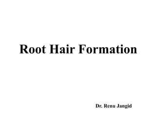 Root hair formation (specification, initiation and outgrowth).pptx