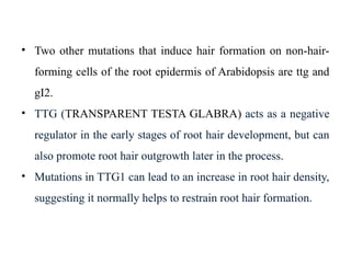 Root hair formation (specification, initiation and outgrowth).pptx