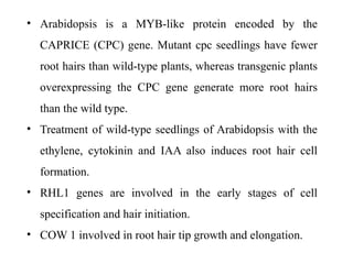 Root hair formation (specification, initiation and outgrowth).pptx