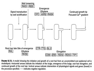 Root hair formation (specification, initiation and outgrowth).pptx
