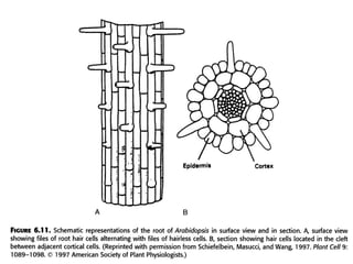 Root hair formation (specification, initiation and outgrowth).pptx