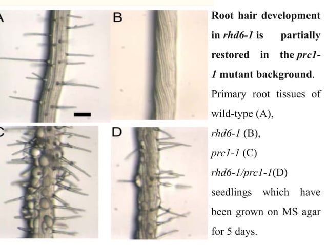 Root hair formation (specification, initiation and outgrowth).pptx