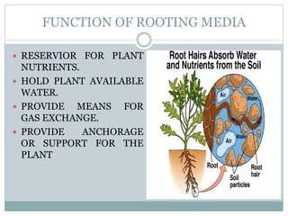 Rooting media in greenhouse | PPTX