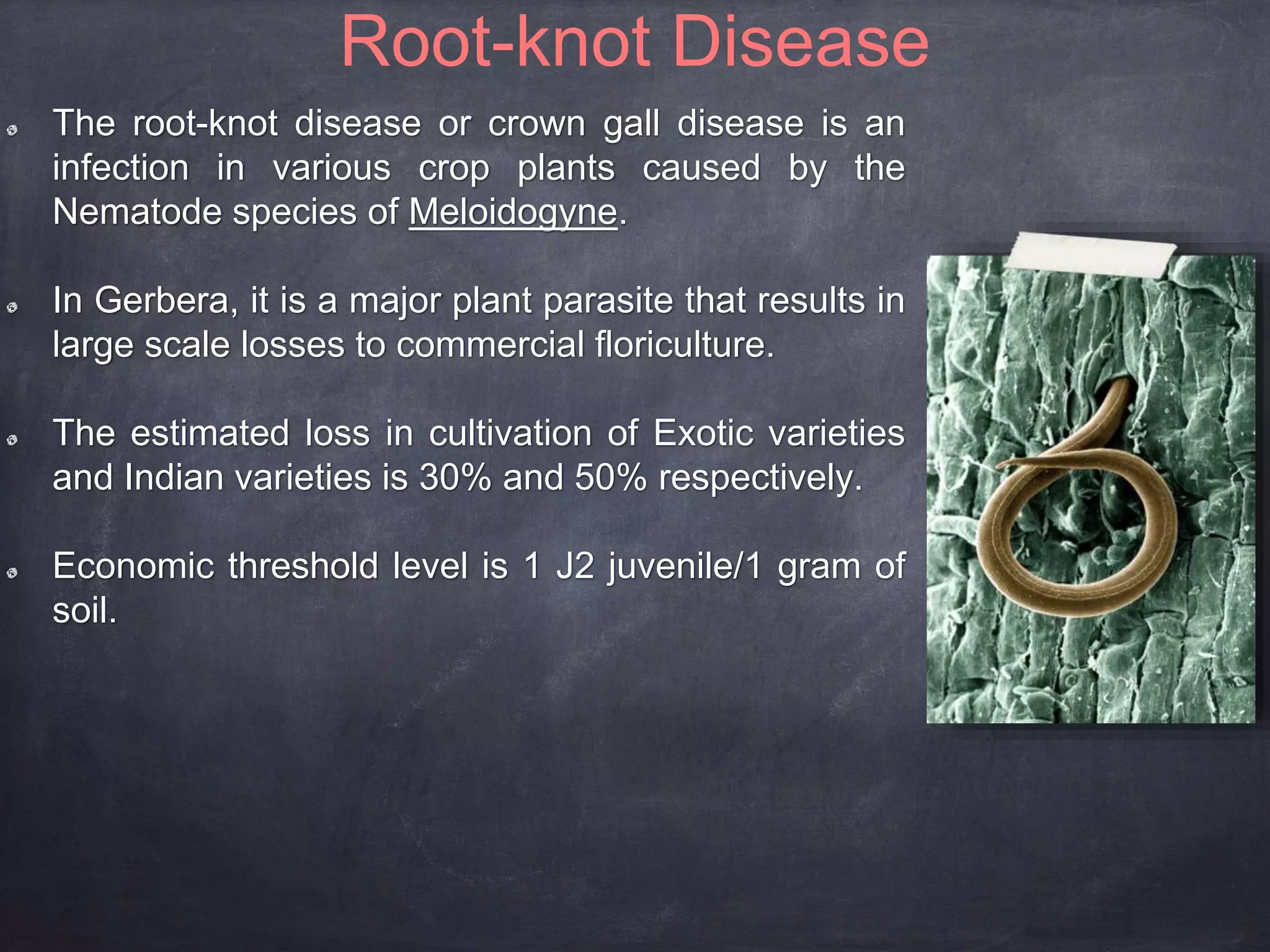 Root Knot Disease of Gerbera | PPTX
