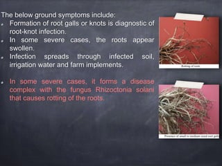Root Knot Disease of Gerbera | PPTX