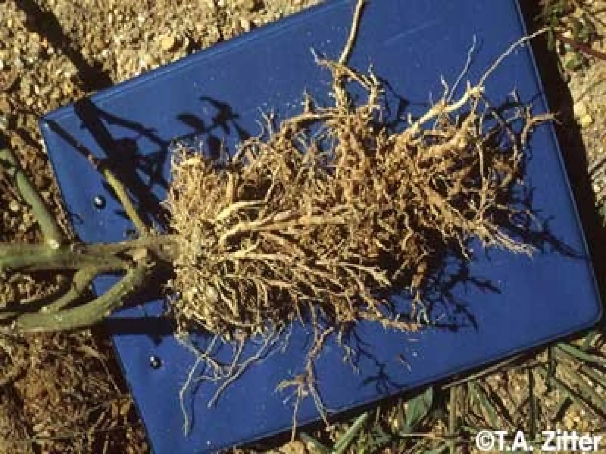 Root knot disease of tomato | PPT