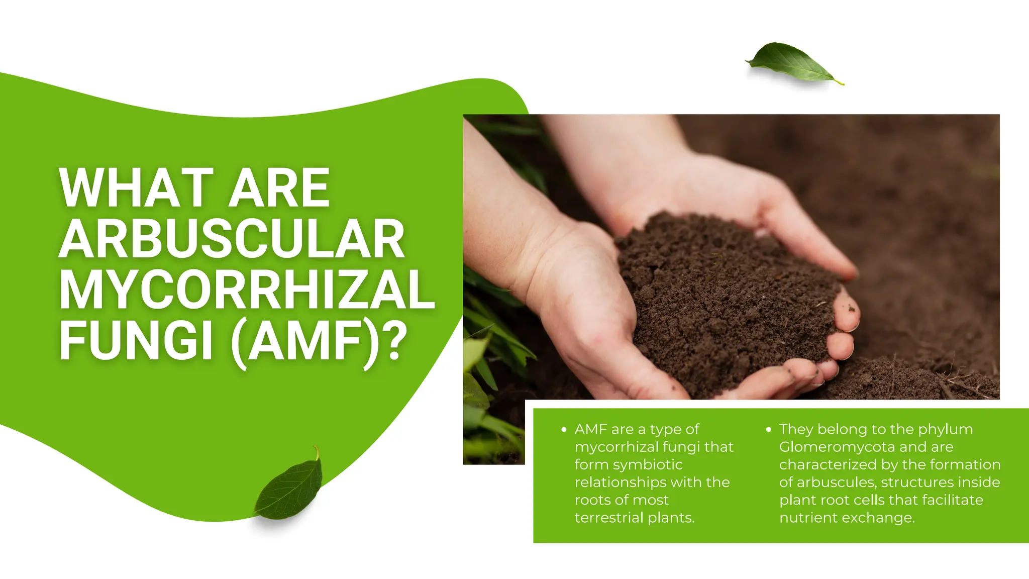 Key Factors When Purchasing Arbuscular Mycorrhizal Fungi | PDF