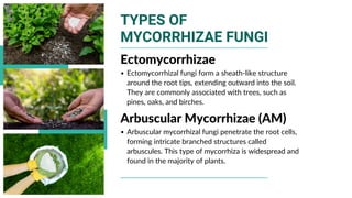 Boost Plant Growth With Our Trusted Mycorrhizae Fungi Manufacturer | PDF