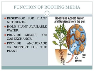 Root media.pptx in Green House Technology | PPTX