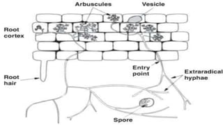 Root microbe interactions,types of Mycorrhizae | PPTX