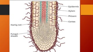 Root microbe interactions,types of Mycorrhizae | PPTX