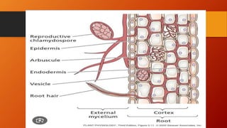 Root microbe interactions,types of Mycorrhizae | PPTX