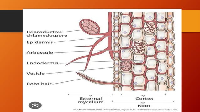 Root microbe interactions,types of Mycorrhizae | PPTX