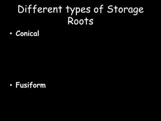 Root modification | PPTX