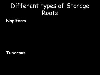 Root modification | PPTX