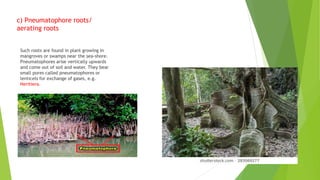 Root morphology | PPTX