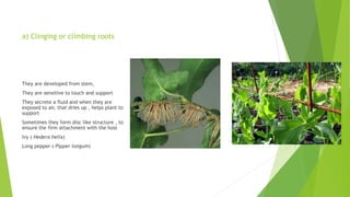 Root morphology | PPTX | Gardening | Home & Garden