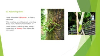 Root morphology | PPTX